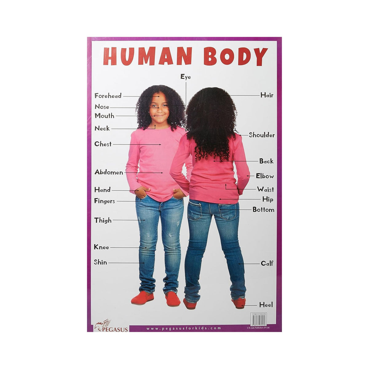 Human Body - Thick Laminated Preschool Chart — pegasusforkids