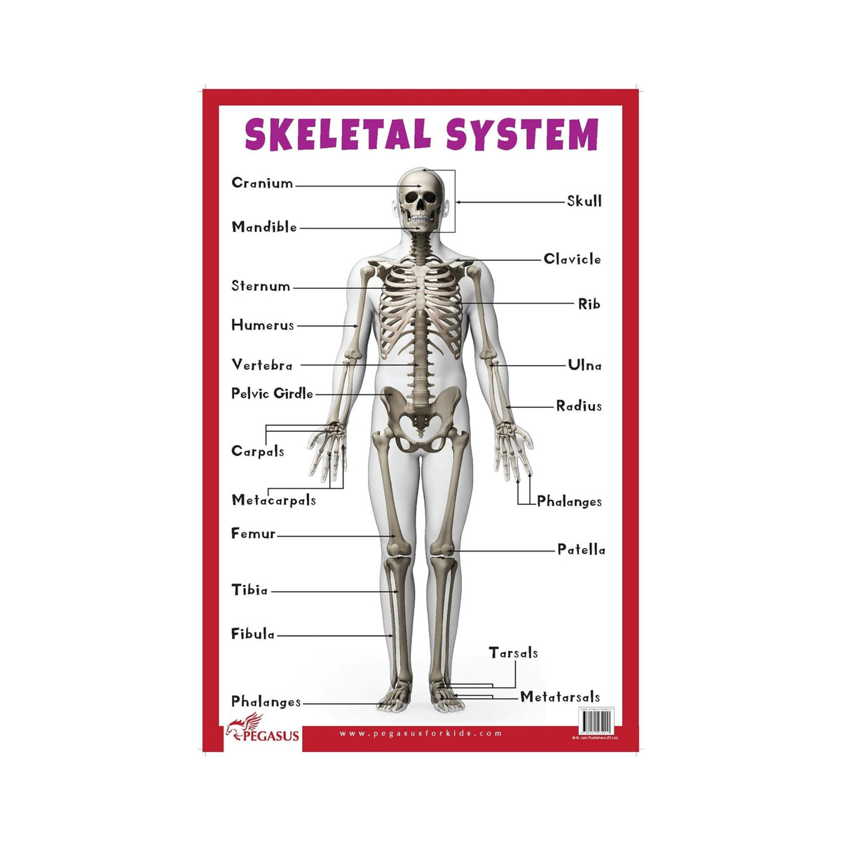 Skeletal System - Thick Laminated Primary Chart — pegasusforkids