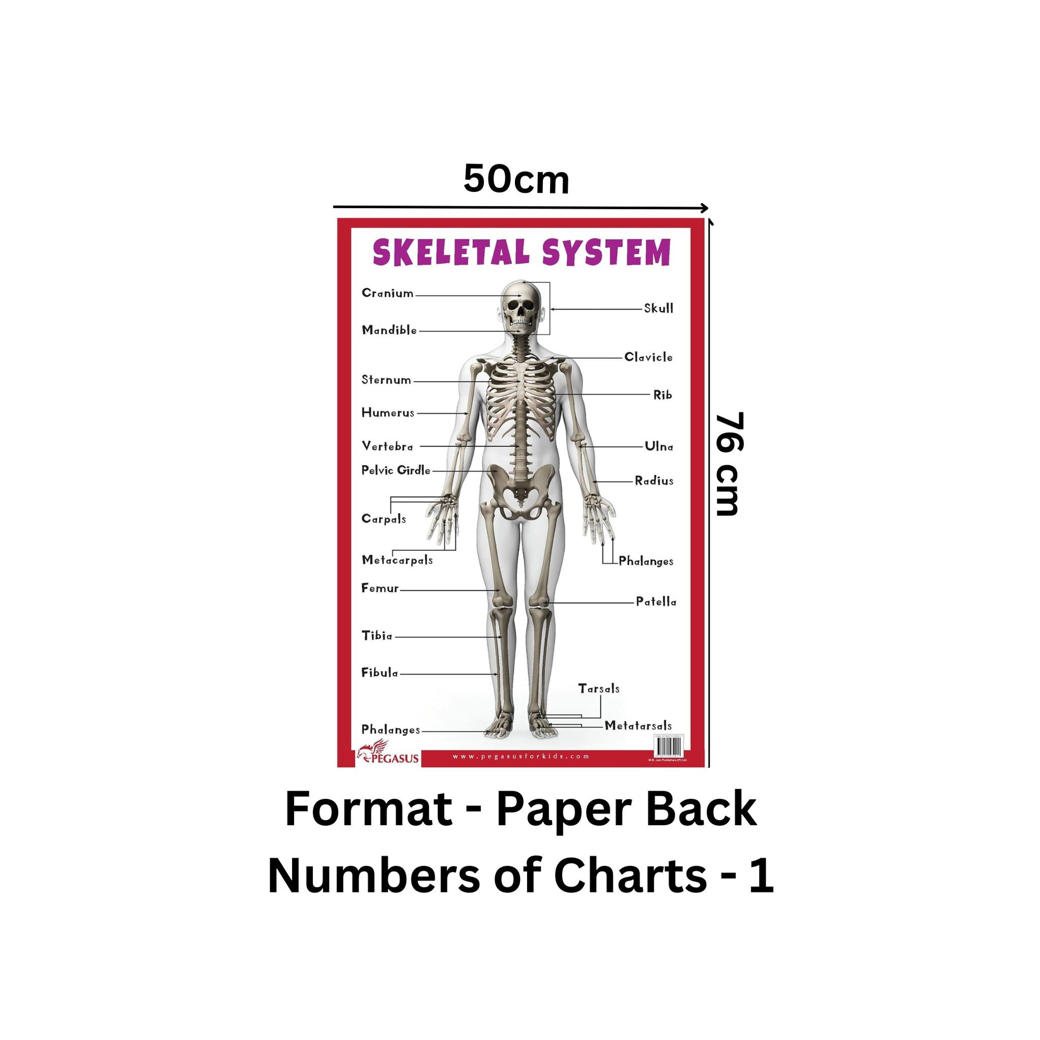 Skeletal System - Thick Laminated Primary Chart — pegasusforkids