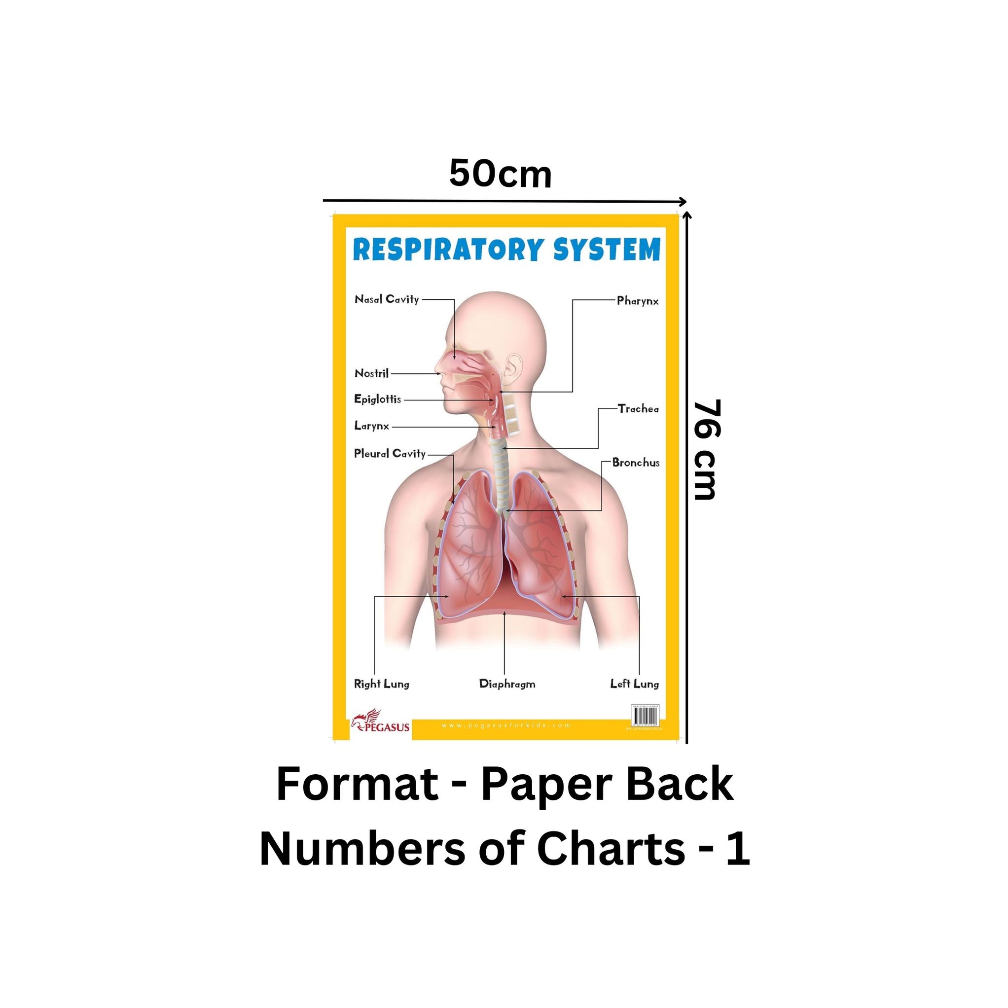 Respiratory System - Thick Laminated Primary Chart — pegasusforkids