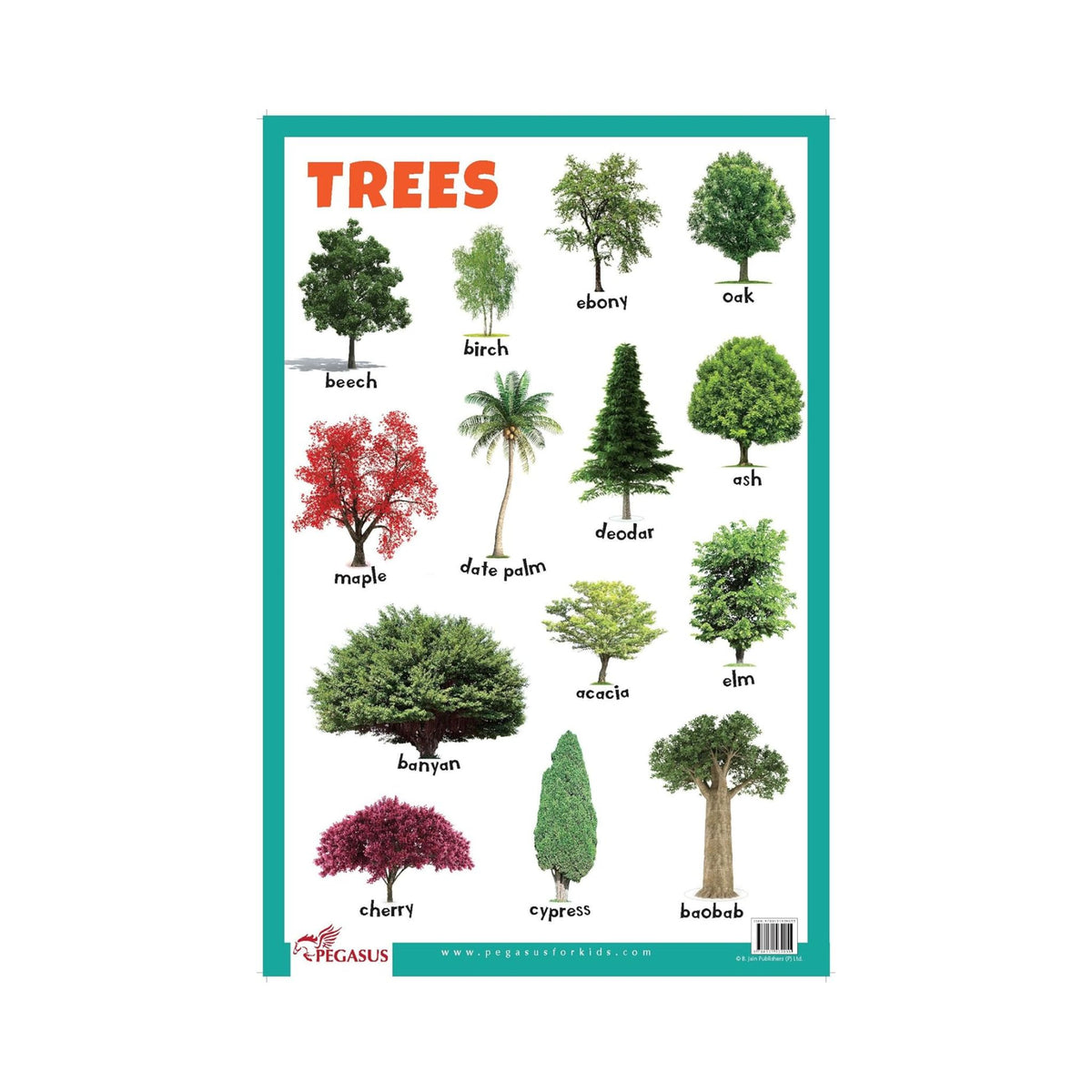 Trees - Thick Laminated Primary Chart — pegasusforkids