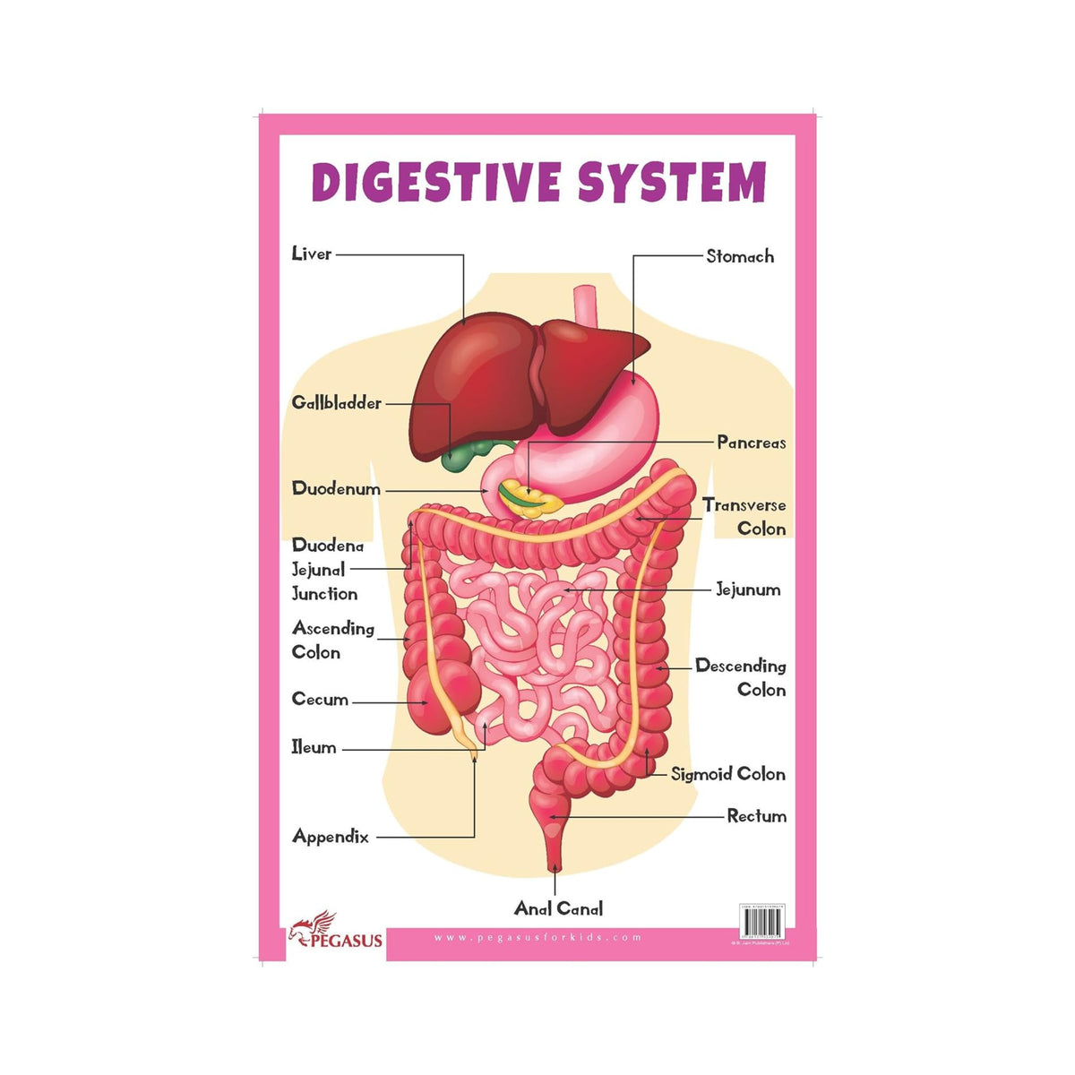 Digestive System - Thick Laminated Primary - CHART — pegasusforkids