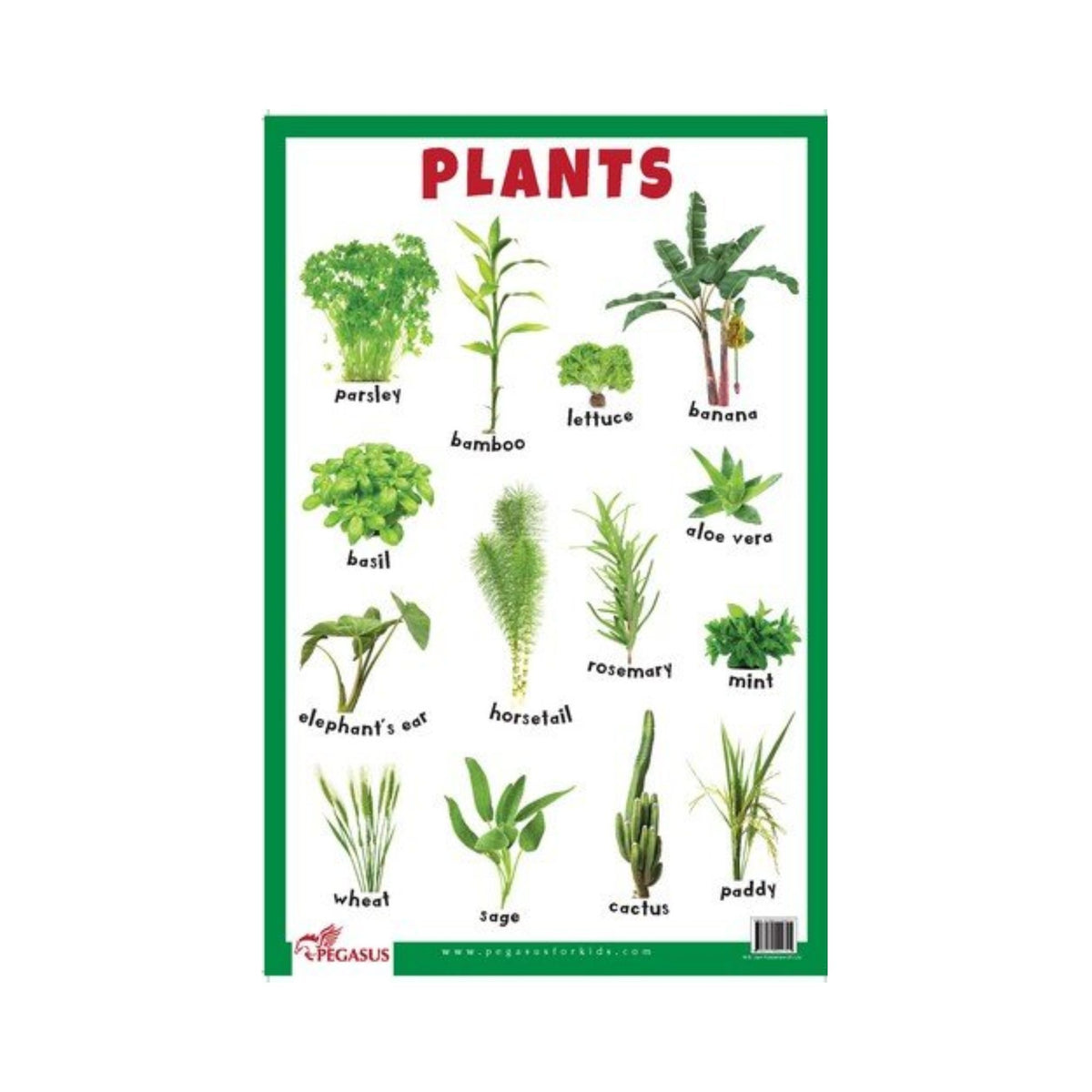 Plants - Thick Laminated Primary - CHART — pegasusforkids