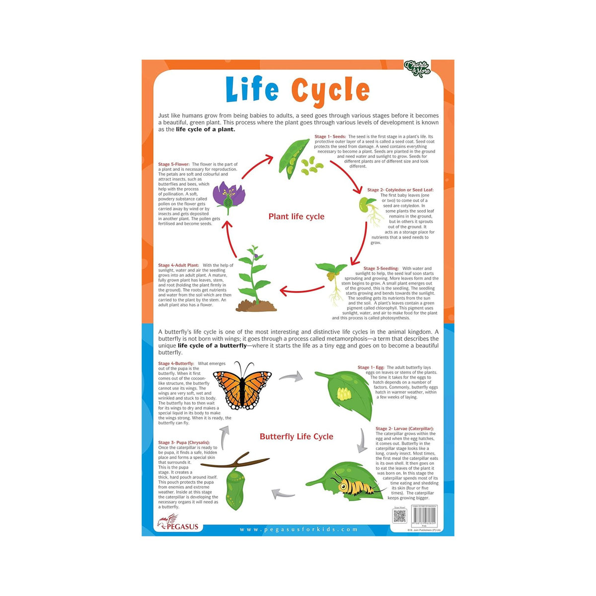 Plant & Butterfly Life Cycle Chart - Thick Laminated Chart Wall Chart ...