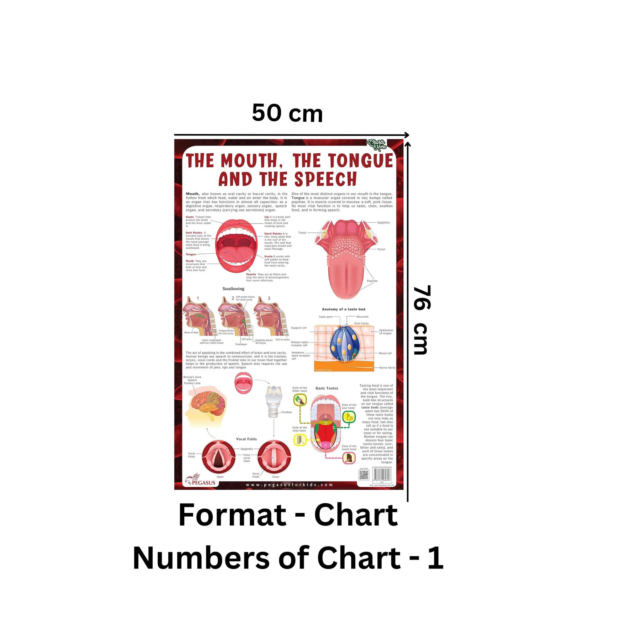 The Mouth, The Tongue and The Speech - Thick Laminated Chart - Wall ...