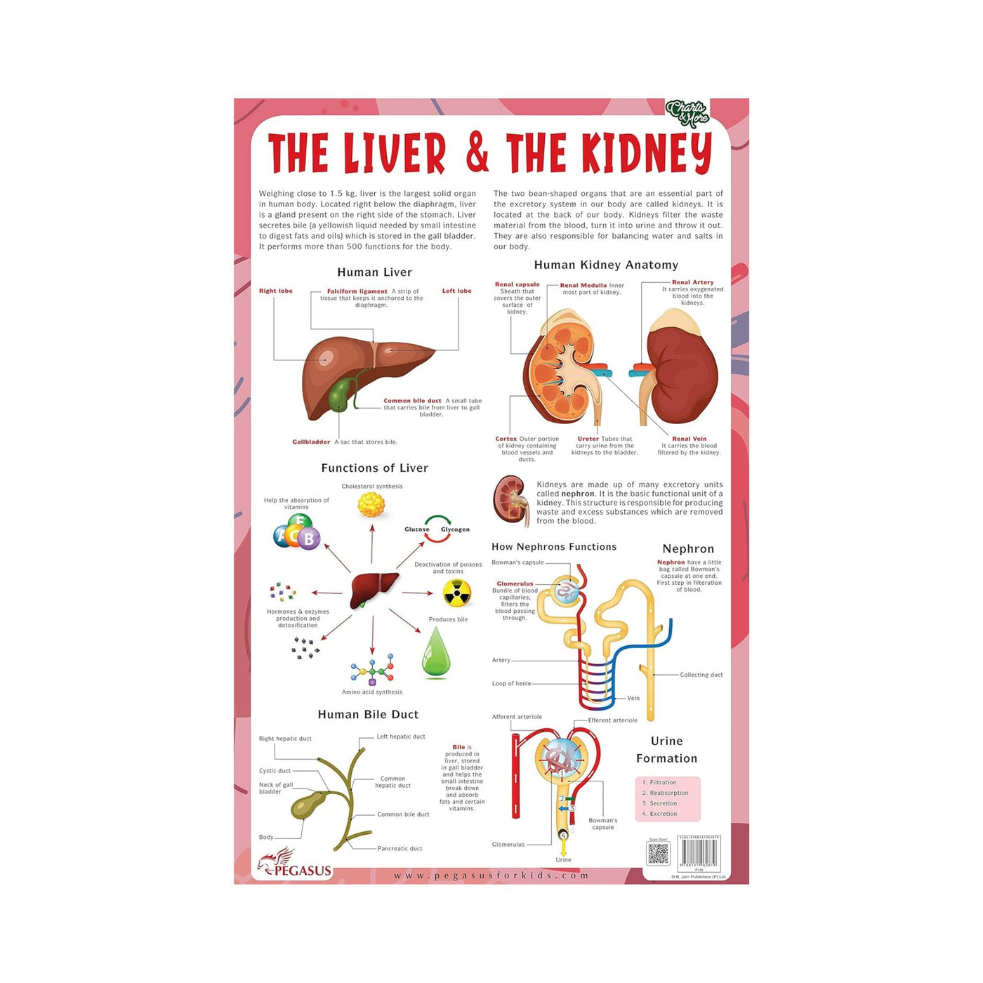 The Liver & The Kidney - Thick Laminated Chart Wall Chart — pegasusforkids