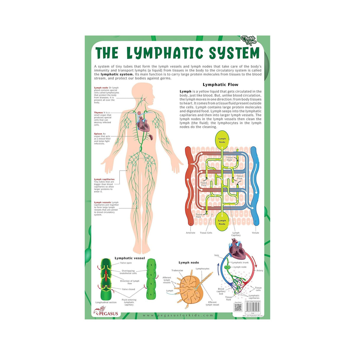 The Lymphatic System - Thick Laminated Chart — pegasusforkids