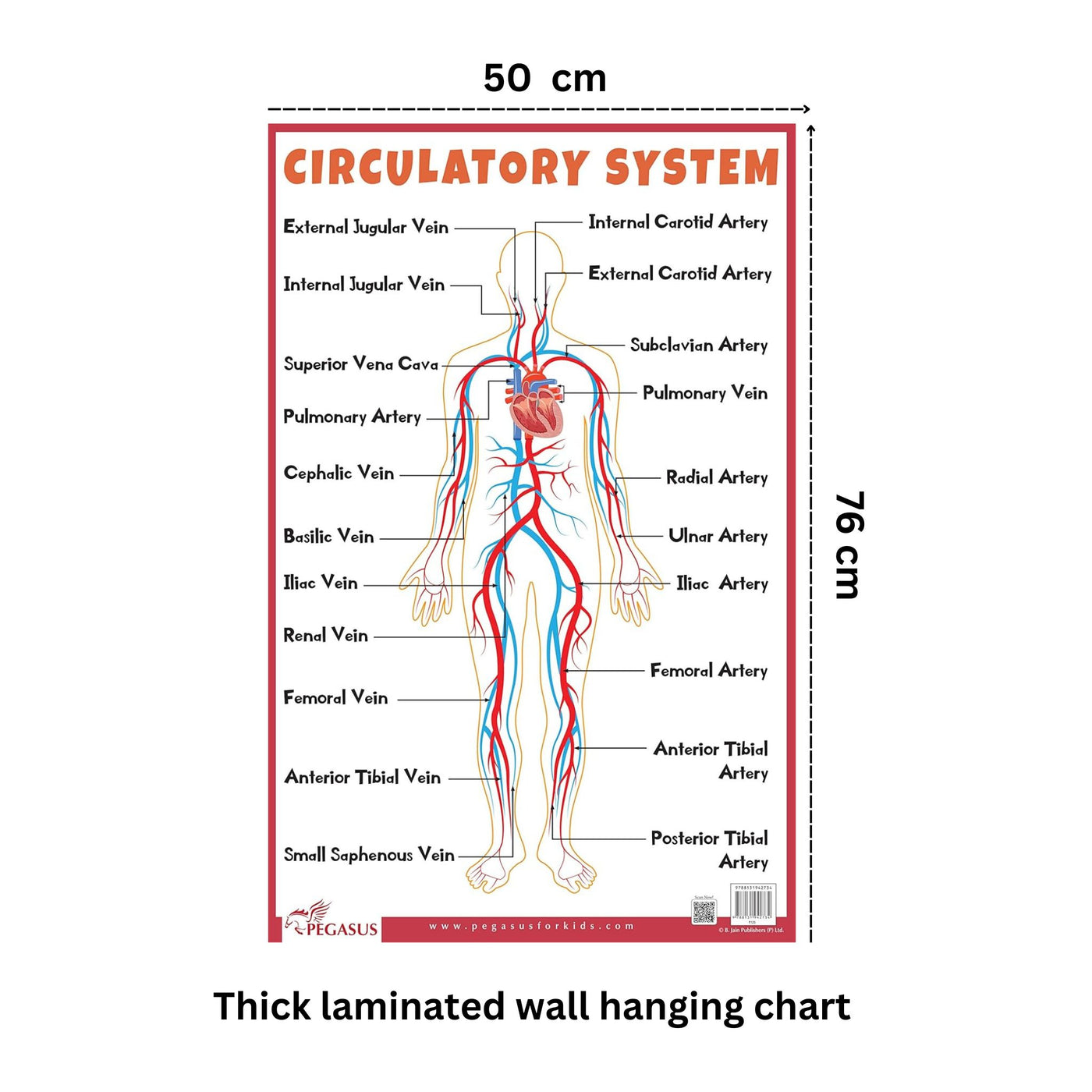 Circulatory System - Thick Laminated Primary Chart - Wall Chart ...
